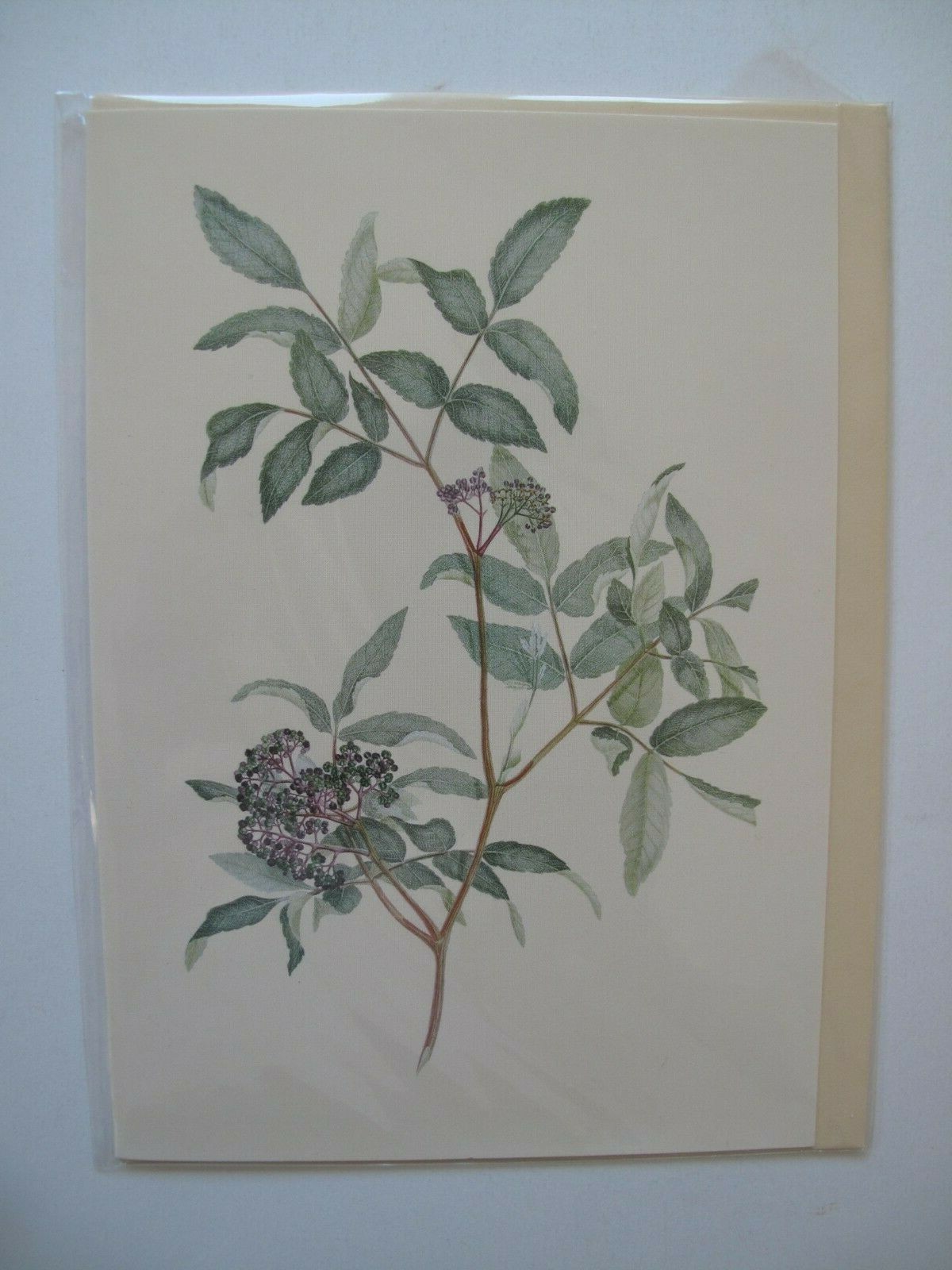 Leea rubra, from Banks' Florilegium - greetings card & envelope | eBay