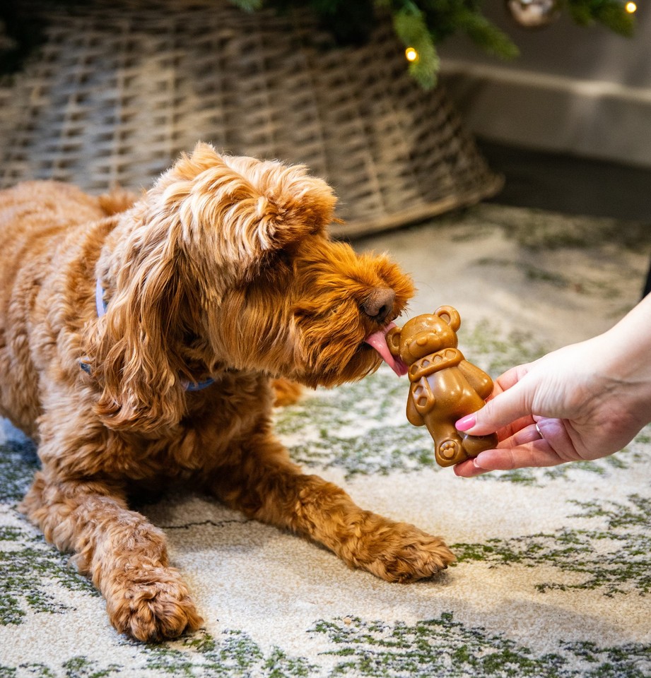 Cupid & Comet Teddy Bear Dog Chew 50g Chicken & Pumpkin Rawhide-Free ...