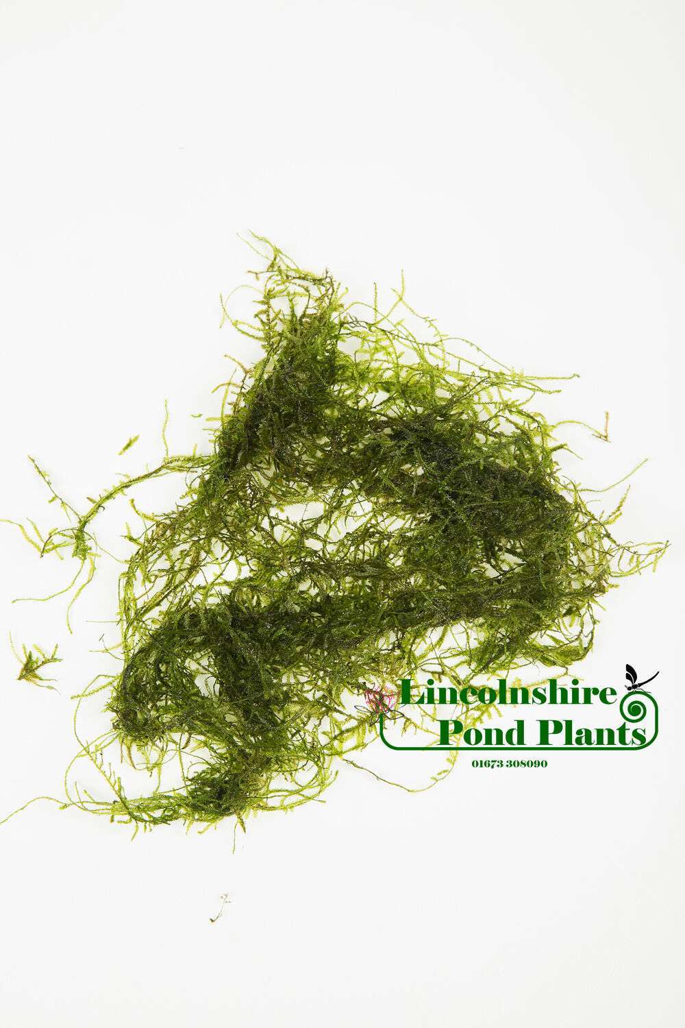 Java Moss - 1g - 250g Aquarium Tropical Fish Tank Shrimp Bogwood ...