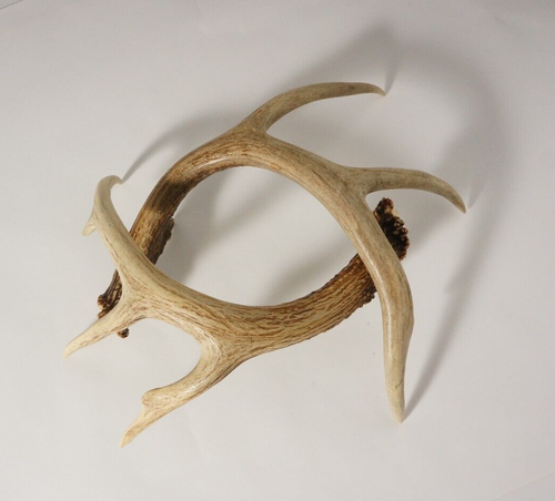 Rattling Antlers Whitetail Deer Shed Hunting Thick Heavy 2lbs+ | eBay