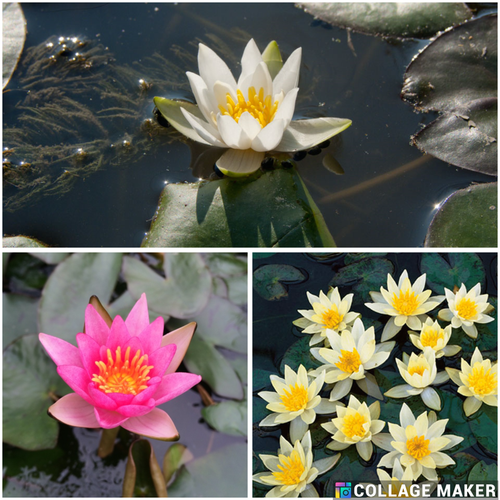 PYGMAEA LILLY COLLECTION - Small pond Dwarf water lilies pond plants ...