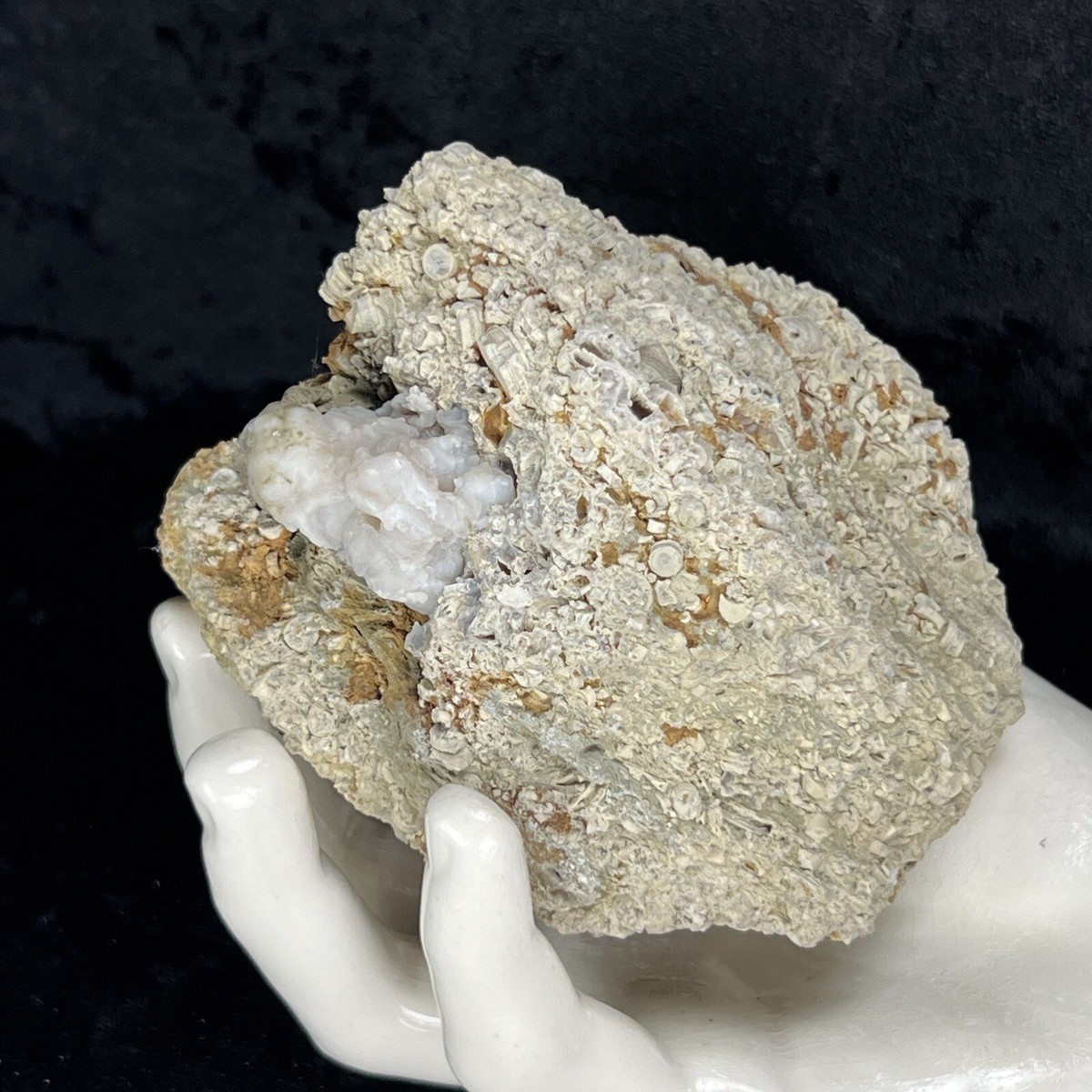 Dolomite Rock Fossil Rock, Mineral And Fossil Sale In Carson City