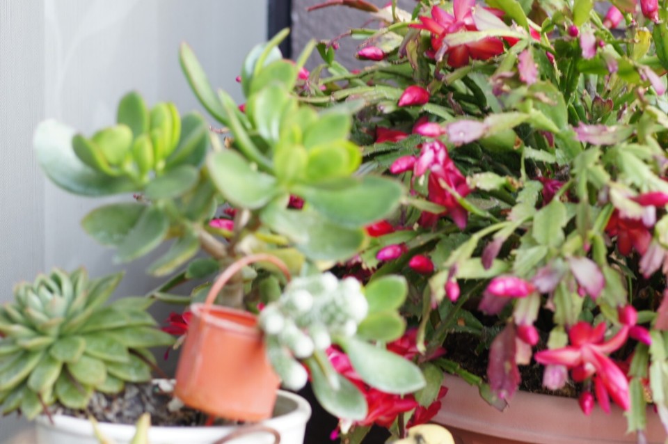 [ Near Mint : TESTED] Leica Elmarit R 90mm F2.8 3 Cam Portrait MF Lens ...