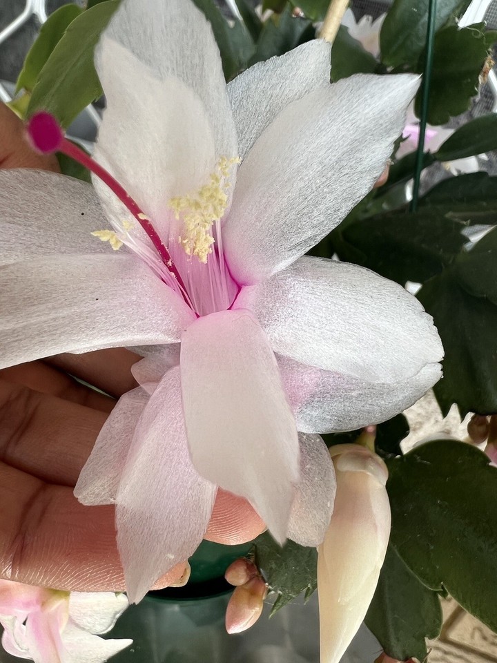 Zygo Cactus “YOUP” 2xCuttings With 3Segments Each | eBay