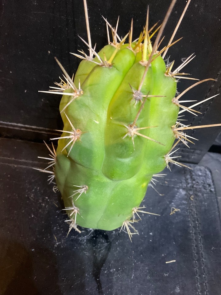 Cactus. Oscar x Huarazensis. Cactilicious. | eBay Australia