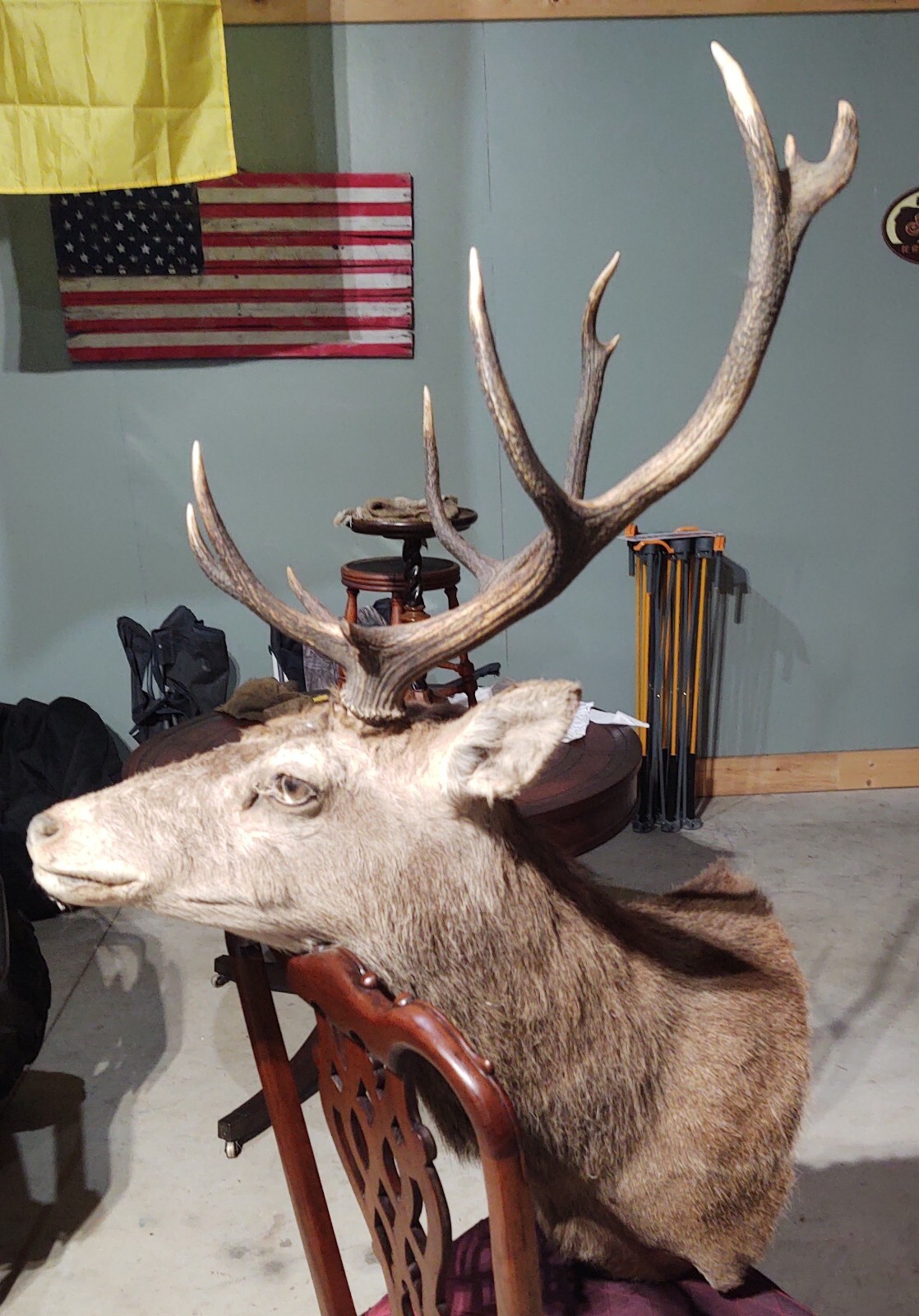 Red Stag Shoulder Mount 11point | eBay