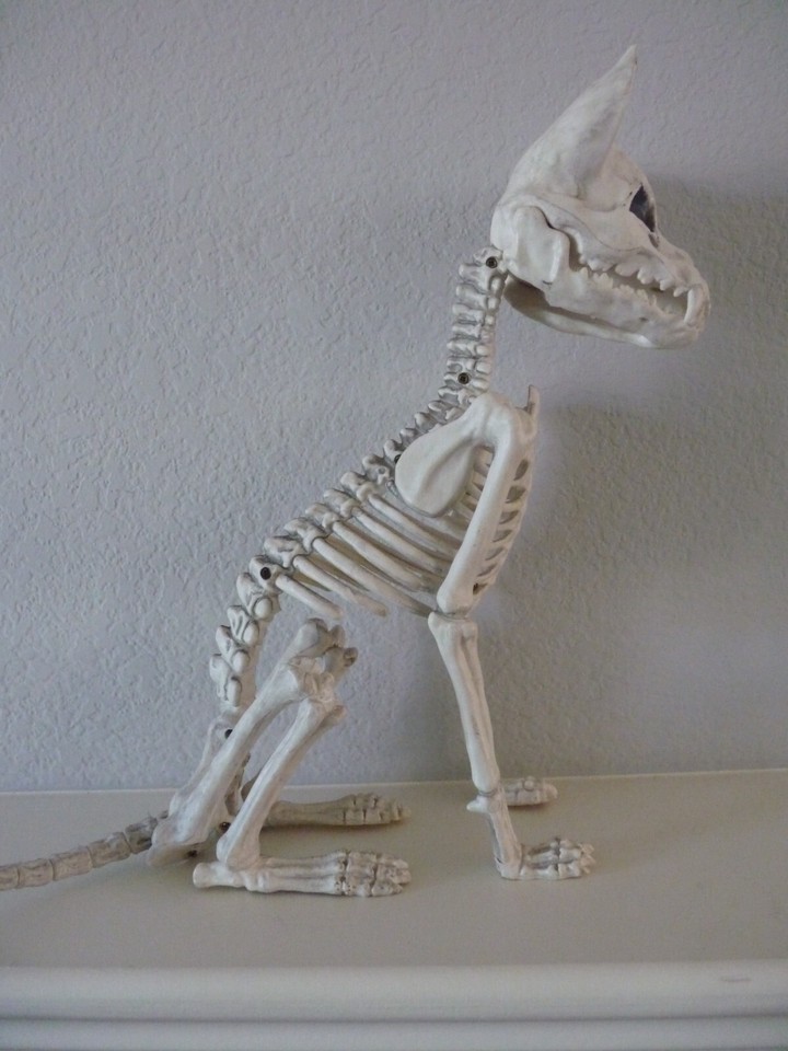 Halloween Skeleton Cat Prop Decoration H14" Poseable Head & Jaw | eBay