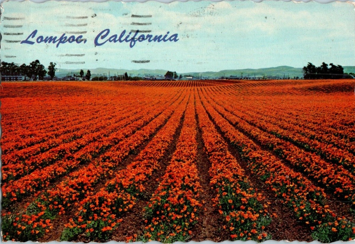 Lompoc Flower Field Flag | Best Flower Site