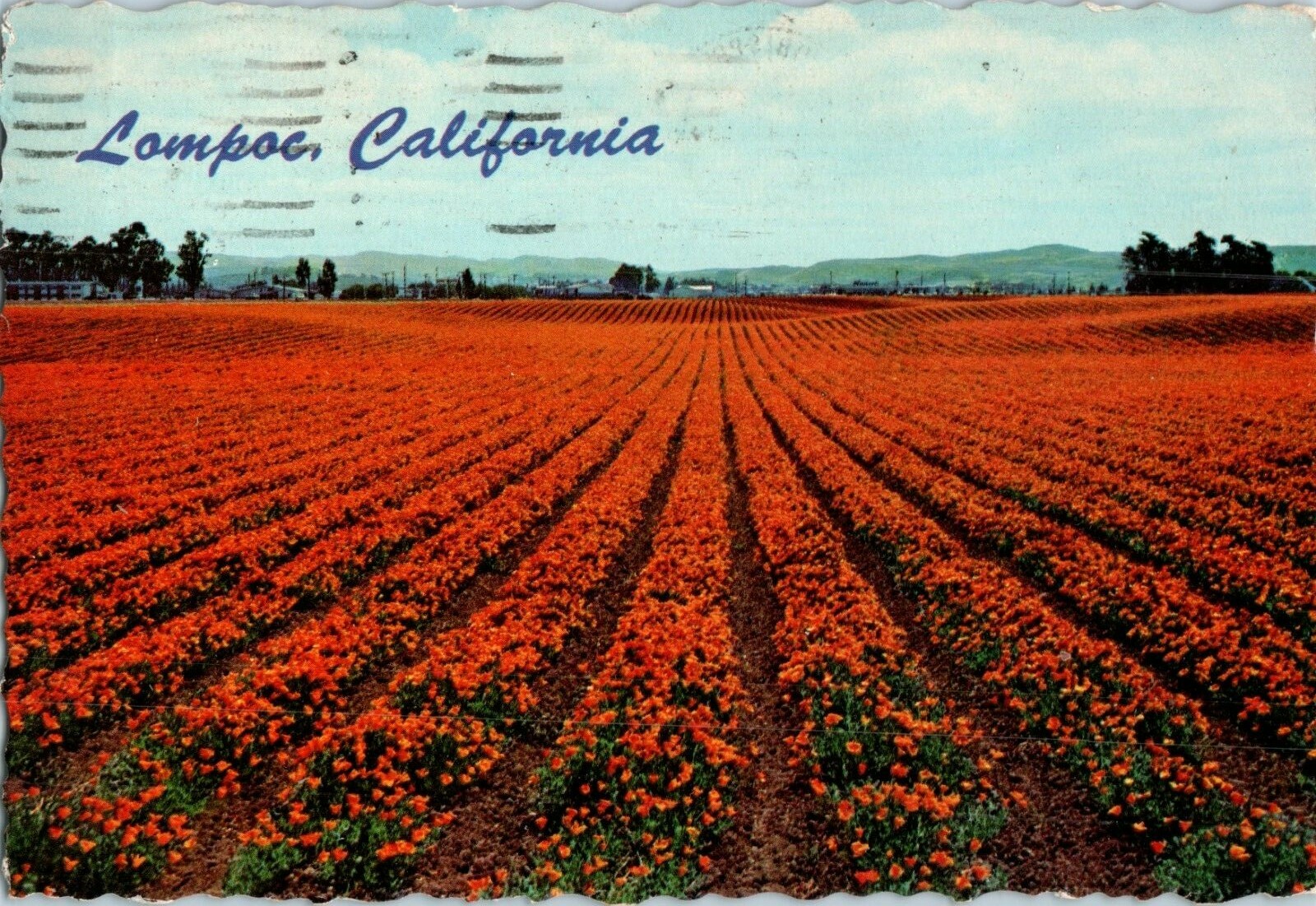 Lompoc Flower Field Flag | Best Flower Site