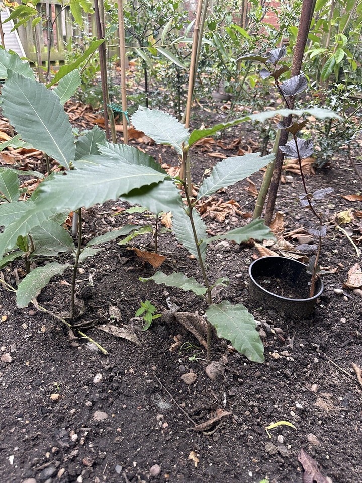 SWEET CHESTNUT SAPLING TREE | eBay UK