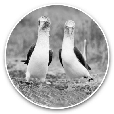 2 x Vinyl Stickers 10cm (bw) - Blue Footed Booby Galapagos Bird #36472 ...