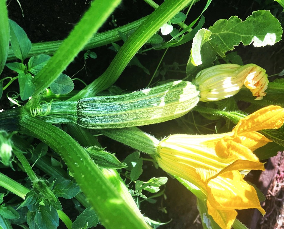 Costata Romanesco Zucchini Seeds - For 2026 Planting Ribbed Italian ...