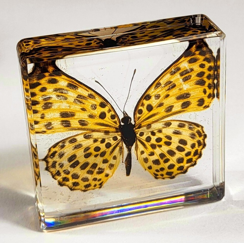 48mm Real Spotted Leopard Butterfly in Clear Lucite Preserved Timelaea ...