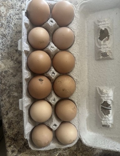 14+ Buff Brahma Hatching Eggs Beautiful Colors | eBay