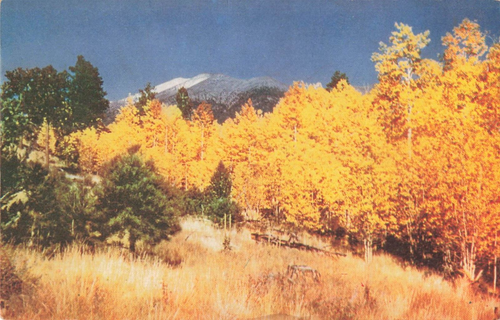Postcard Arizona Aspens colorful scene near Flagstaff, Wesco Card VTG ...