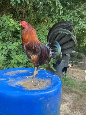 Livestock Supplies - Gamefowl