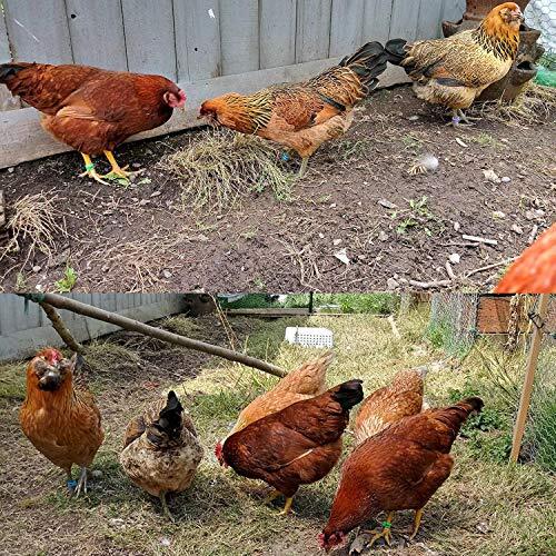 Chicken Identification Leg Bands Tags Clip On Leg Rings For Chicks ...