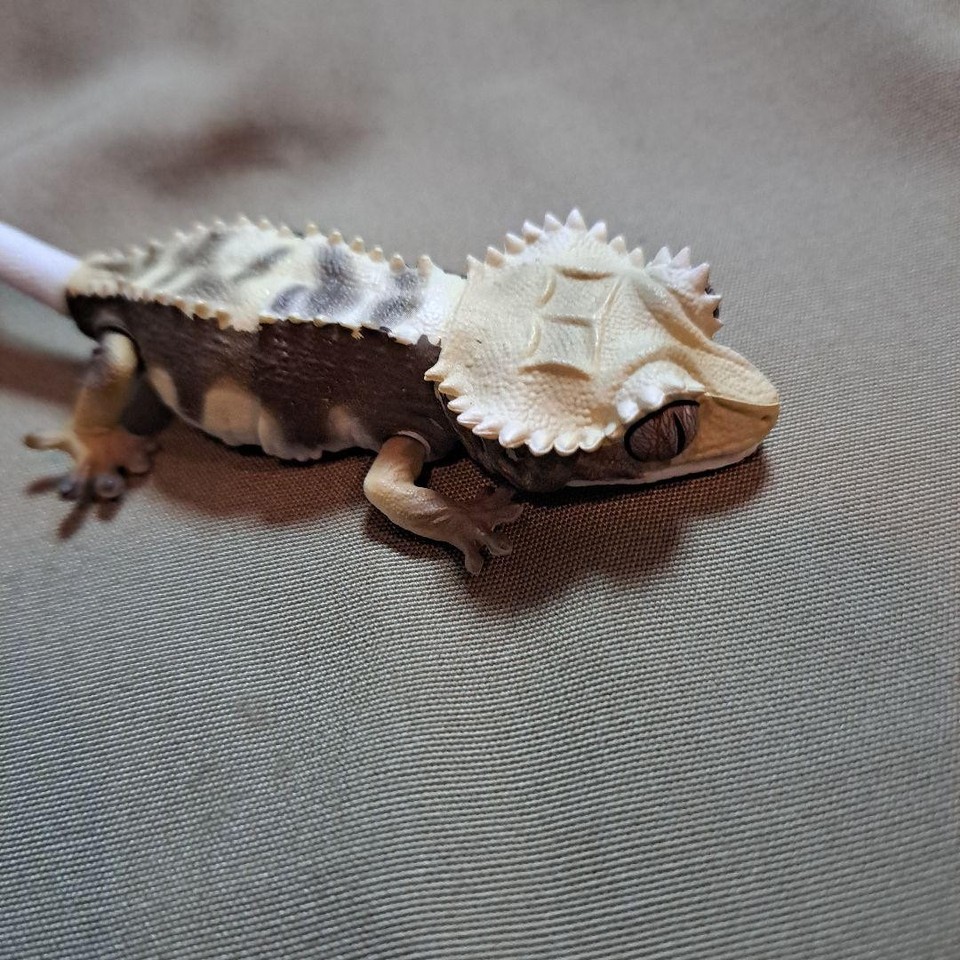 Gacha Capsule Toy Encyclopedia of Creatures Repti Crested Gecko Flame ...