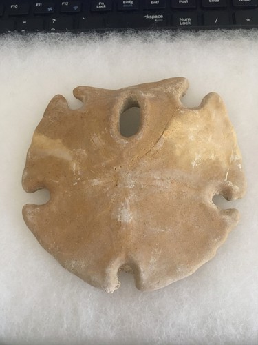 Encope Grandis Miozän Californien USA Seeigel Durchmesser ca.10 cm ...