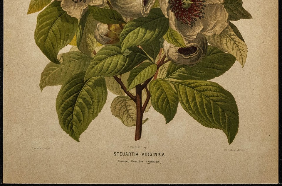 1891 - Virginia Stewartia - Botanical, Color Plate | eBay UK