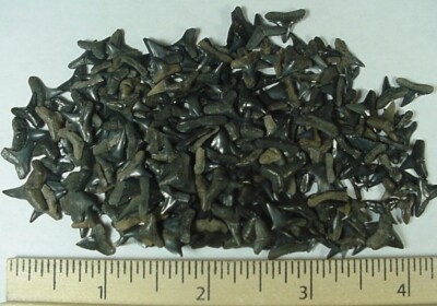 250 - Fossilized "Full" Small Shark Teeth from South Florida | eBay