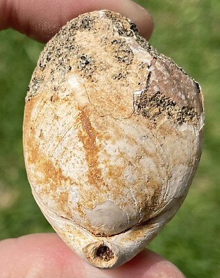 Fossil Brachiopod Oleneothyris harlani New Jersey Paleocene Vincentown ...