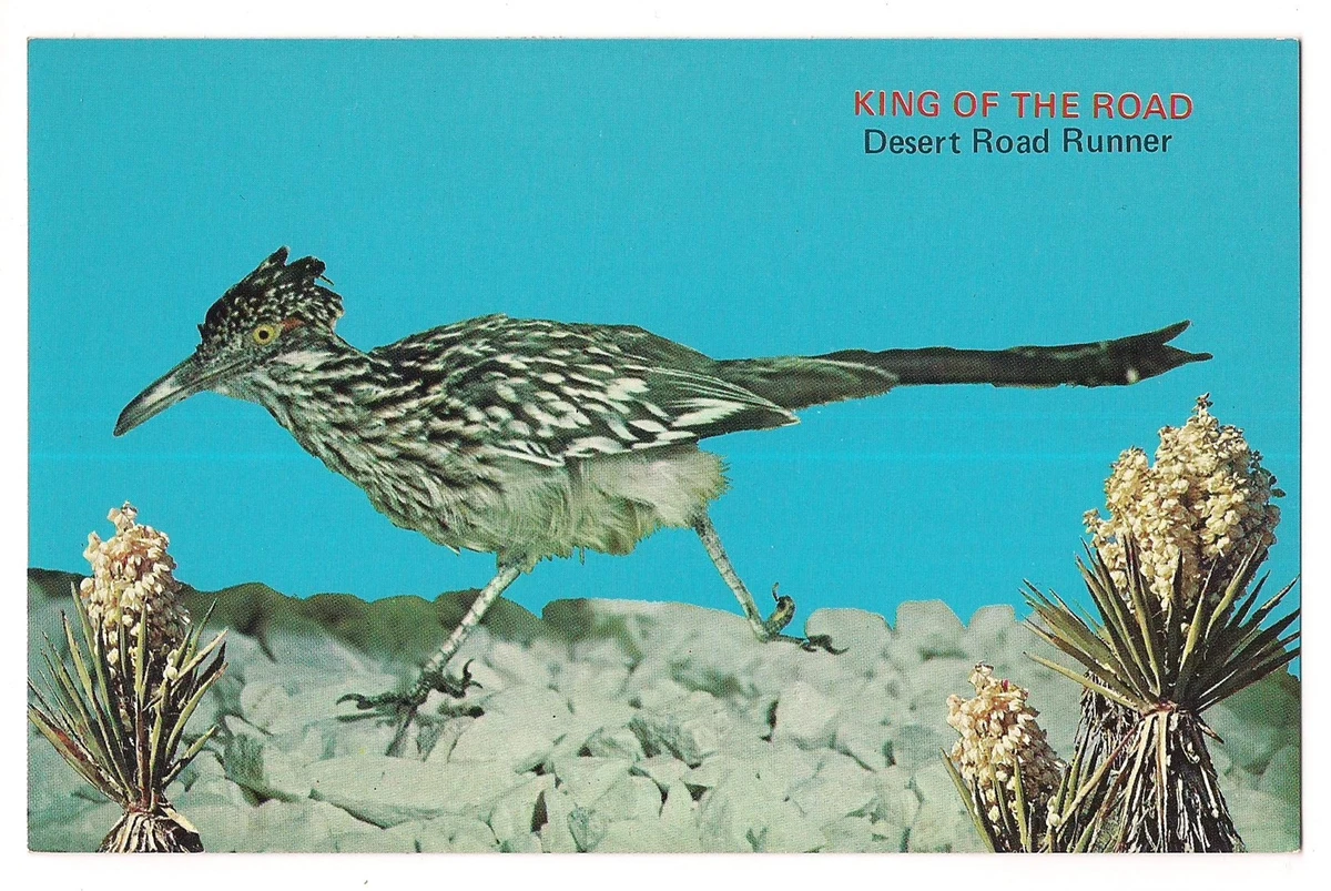 Road Runner Bird Flying