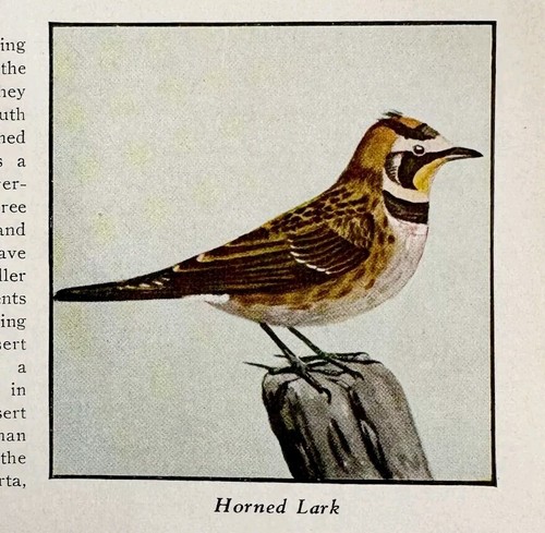 Horned Lark Bird Print 1931 Blue Book Birds Of America Animals Art ...