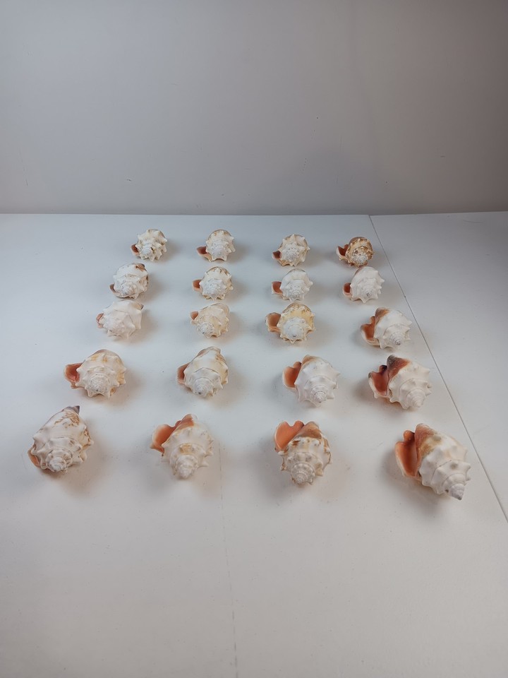Lot Of 20 Beautiful Florida Fighting Conch Shells Strombus alatus ...