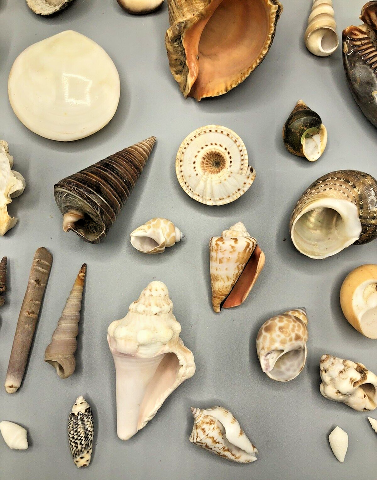 Ocean Sea Shell Lot Medium & Small Volute Spider Speckled Conch ...