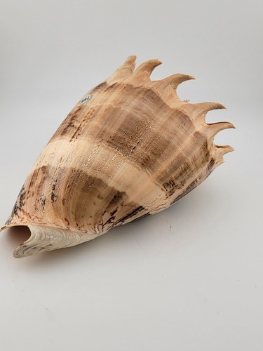 Rare Beautiful Giant Seashell Imperial volute Cymbiola imperialis 8.5 ...