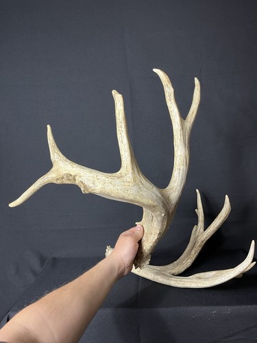 212” Whitetail Antler Shed Matching Set Incredible Mass, Beams-24” G2s ...