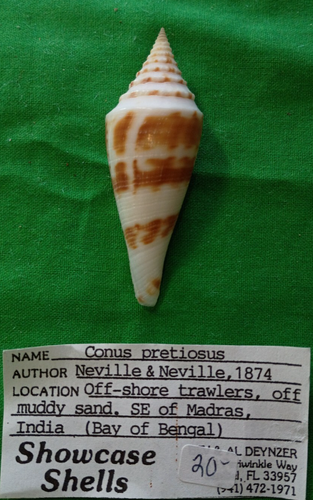 Conus pretiosus #M0469 India 63.5mm | eBay