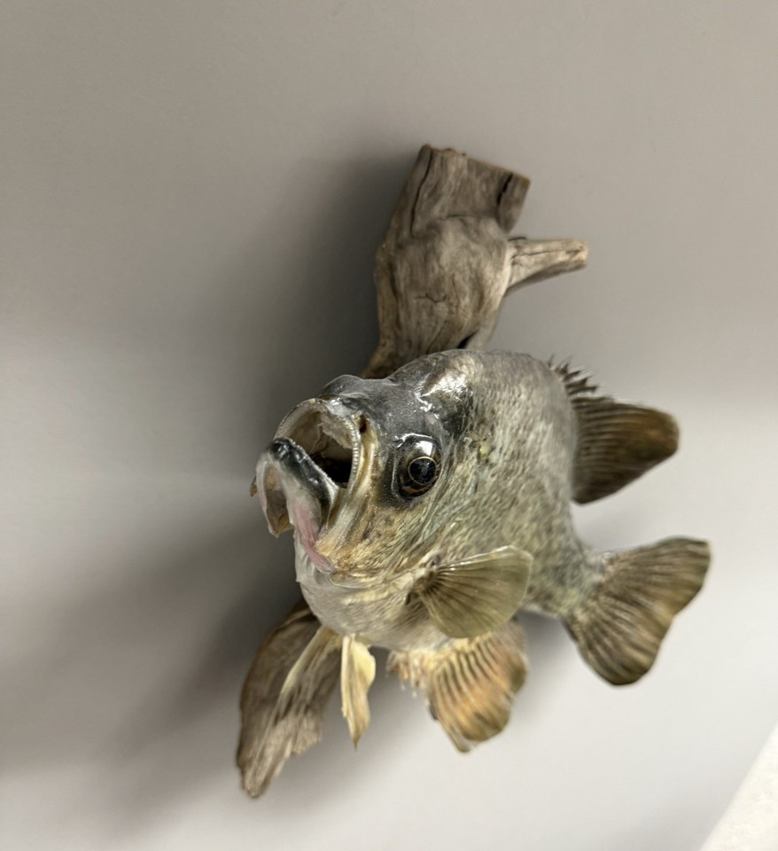 Crappie Taxidermy 13 Inches | eBay