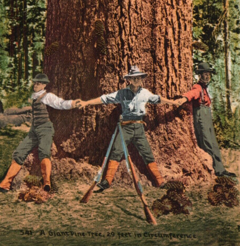 Men Guns Big Trees Redwood California Postcard | eBay