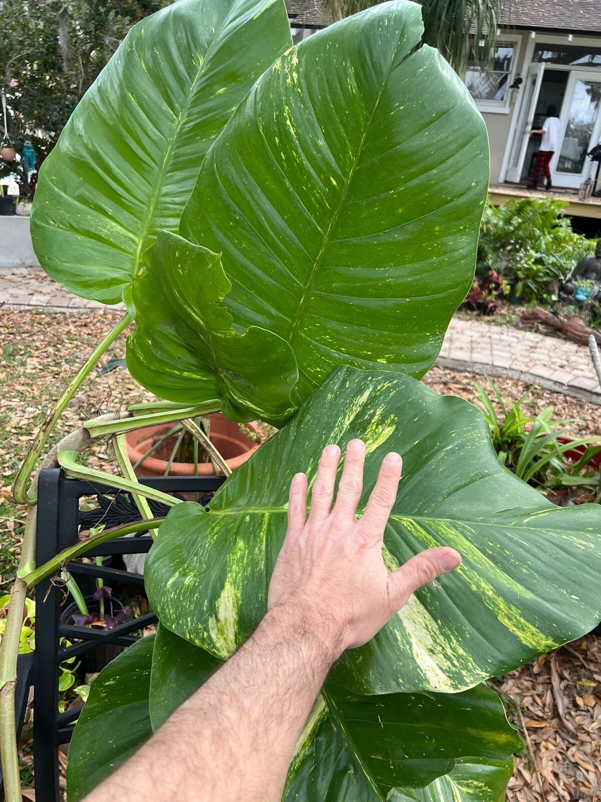 Golden Aurea Pothos Giant | eBay