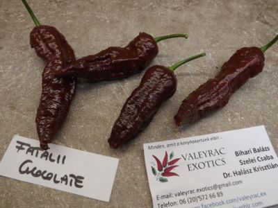 Fatalii Chocolate Chili - 5+ seeds - Graines - Semillas - Heirloom! Ch ...