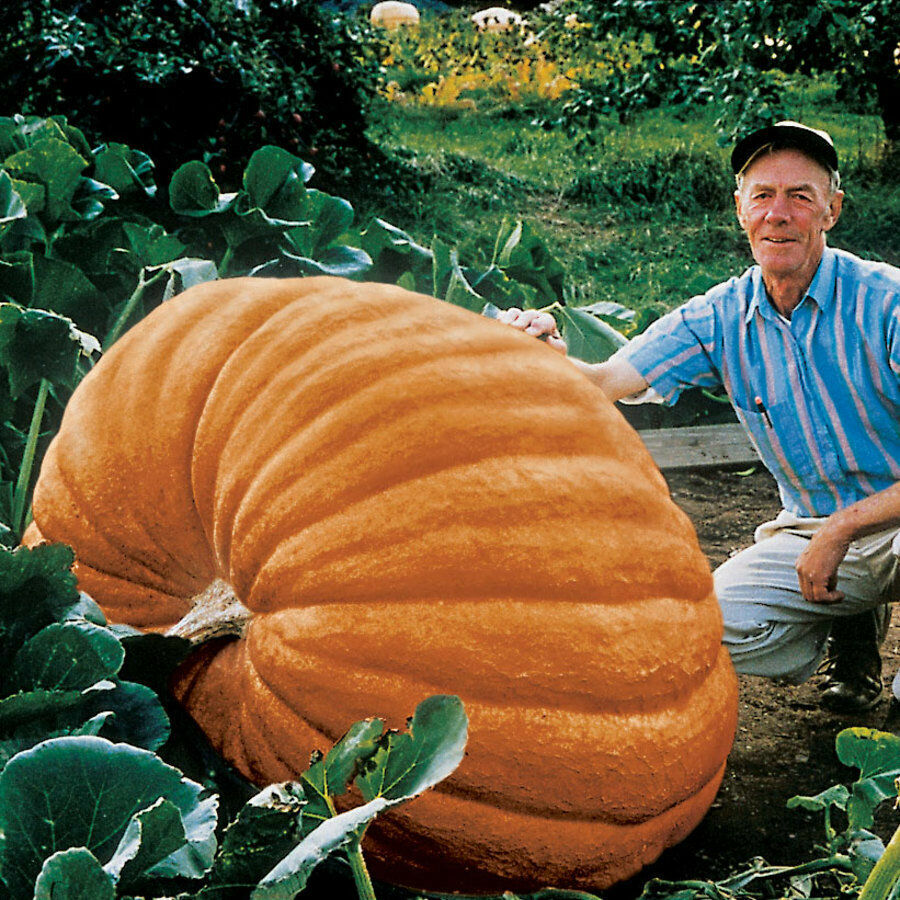 Giant Pumpkin Seed Atlantic Giant Pumpkin 25 Finest Seeds Organic | eBay
