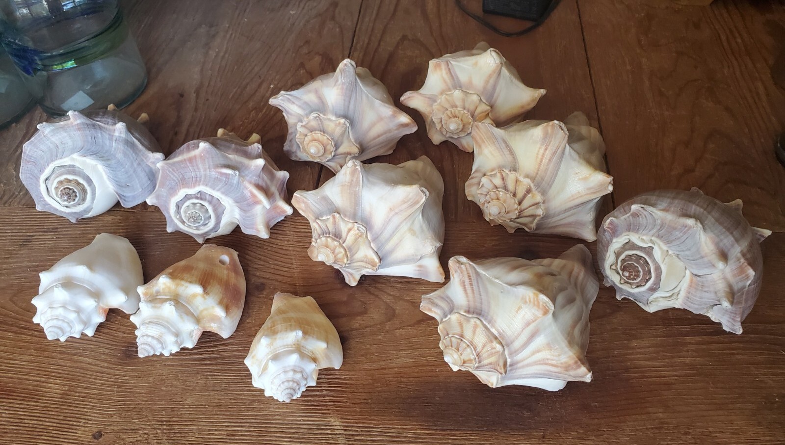 LOT 11 sea shells Spikey “Crown Conch” “Melongena Corona” Pleistocene ...