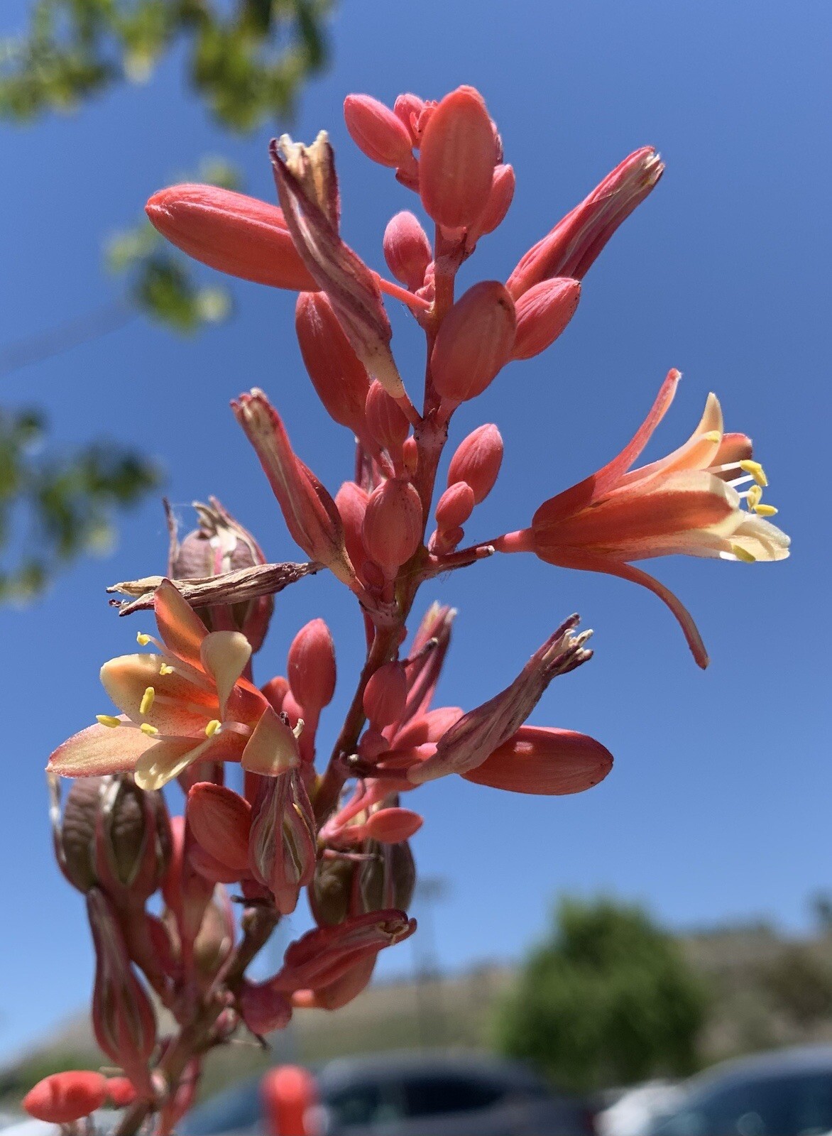 Red Yucca, Coral Yucca, Hummingbird Yucca - 40 Seeds 2024 - USA | eBay