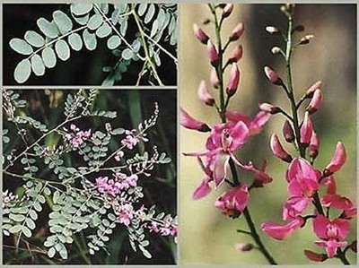 Indigofera australis - Native Indigo - 30 Seeds | eBay Australia