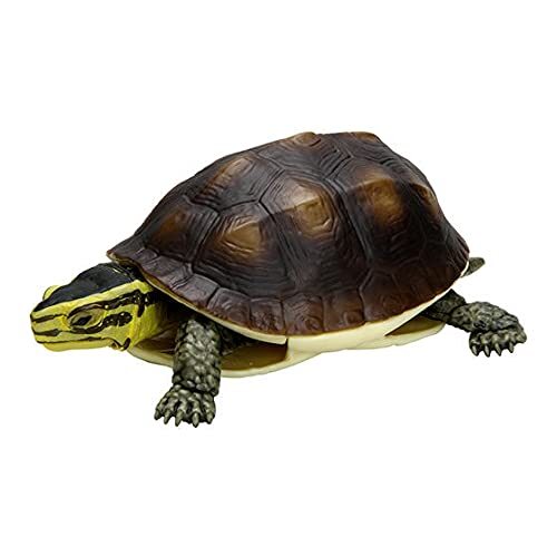 Malayan Box Turtle Baby Asian Box Turtle Underground Reptiles