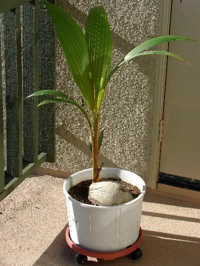 Growing Coconut Palms From Seed