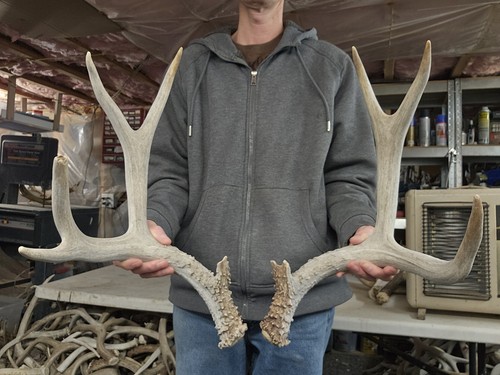 Nice Set Of Mule Deer Shed Antlers Horns Elk Moose Rack | eBay