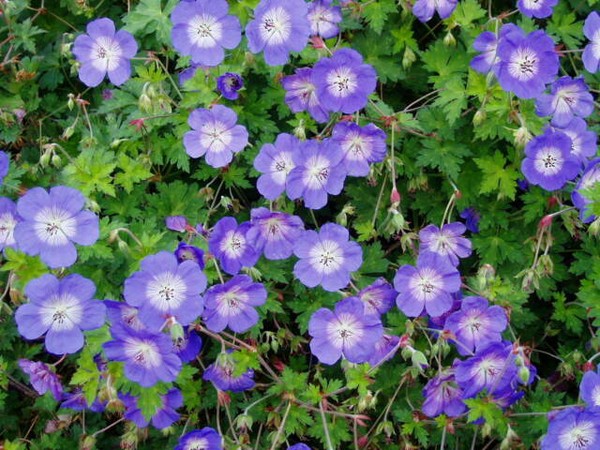 Hardy Geranium Rozanne in a 9cm Pot for sale online | eBay