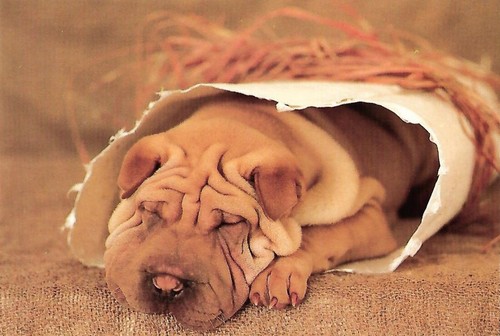 Chinese Shar Pei Dog Postcard ~ Snoozing in Bag ~ Photographer Judy ...