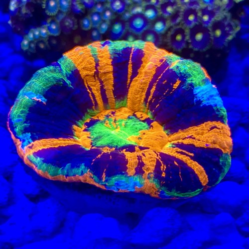 Live Coral Frag Absolutely Fish Naturals Master Scoly Scolymia Wysiwyg ...