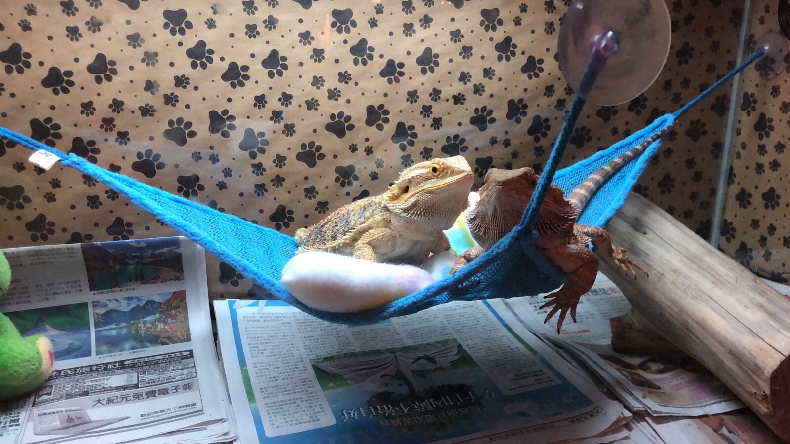 BLUE LRG ATTACHABLE SOFT RESTING HAMMOCKS /PILLOW & BLANKET 4 BEARDED ...