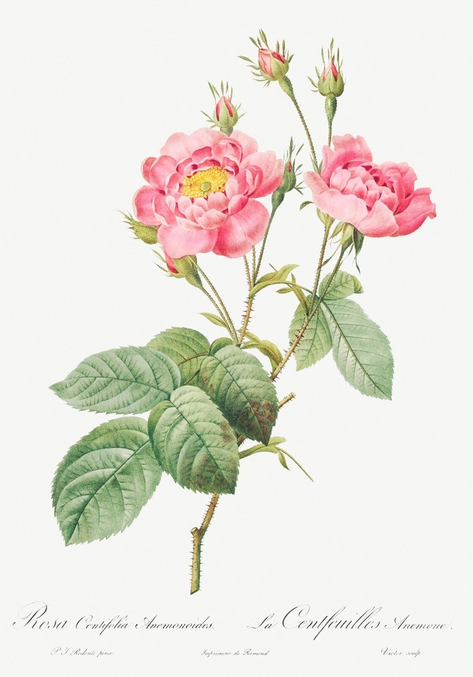 Vintage Botanical Rose Flower Illustration Antique Home Decor A5 Wall ...