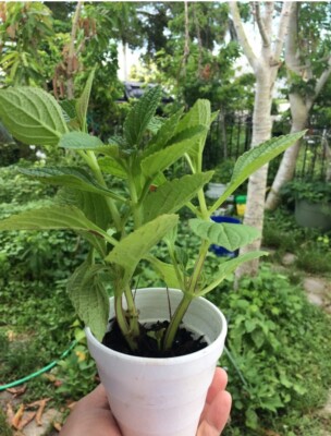 African Potato mint - 3 Plants In A Cup 5-9” length / Organic Growth | eBay